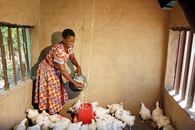 Zimbabwe Agriculture Project Finds Ways to Engage Smallholder Farmers ...